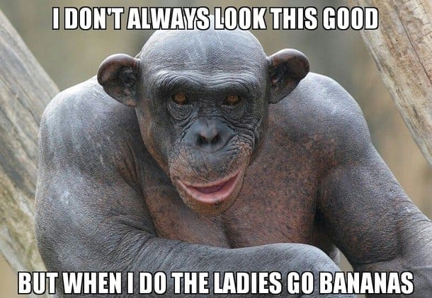 20 Hilarious Monkey Memes To Instantly Brighten Your Day