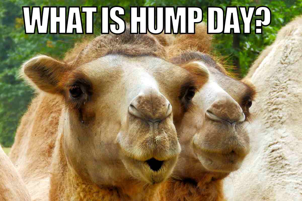 30 Hump Day Memes To Help You Laugh Thru Wednesday