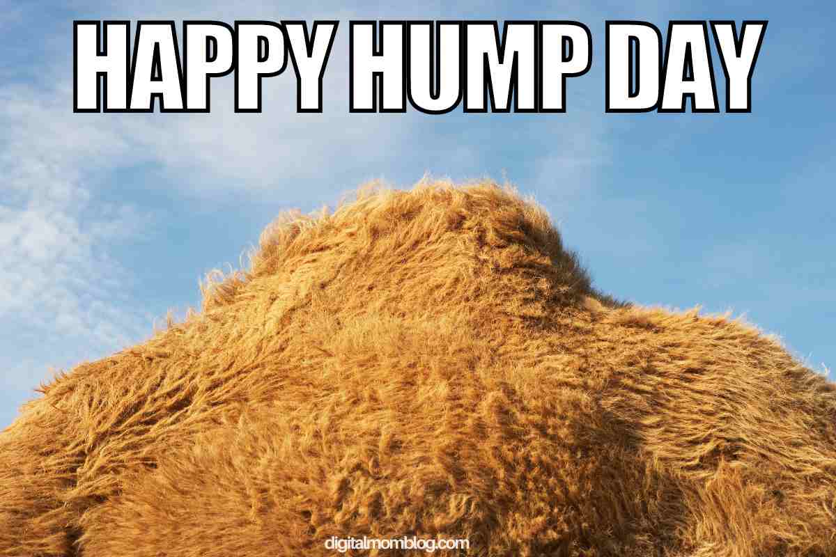 30 Hump Day Memes To Help You Laugh Thru Wednesday