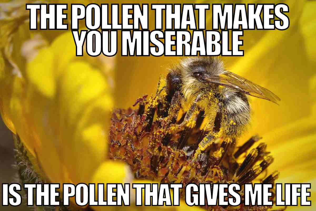 20 Best Pollen Memes To Help You Laugh Through The Sneezes