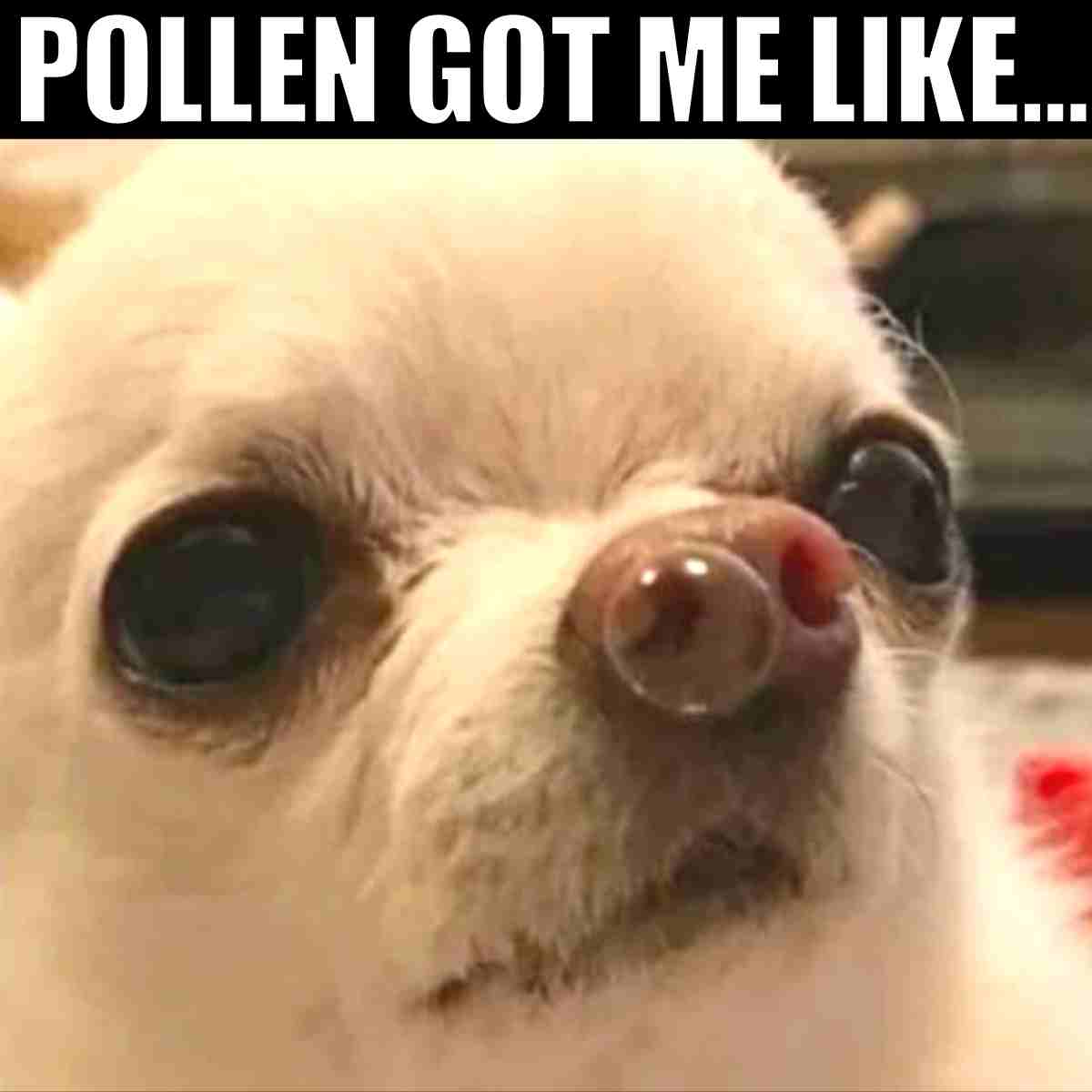 20 Best Pollen Memes To Help You Laugh Through The Sneezes