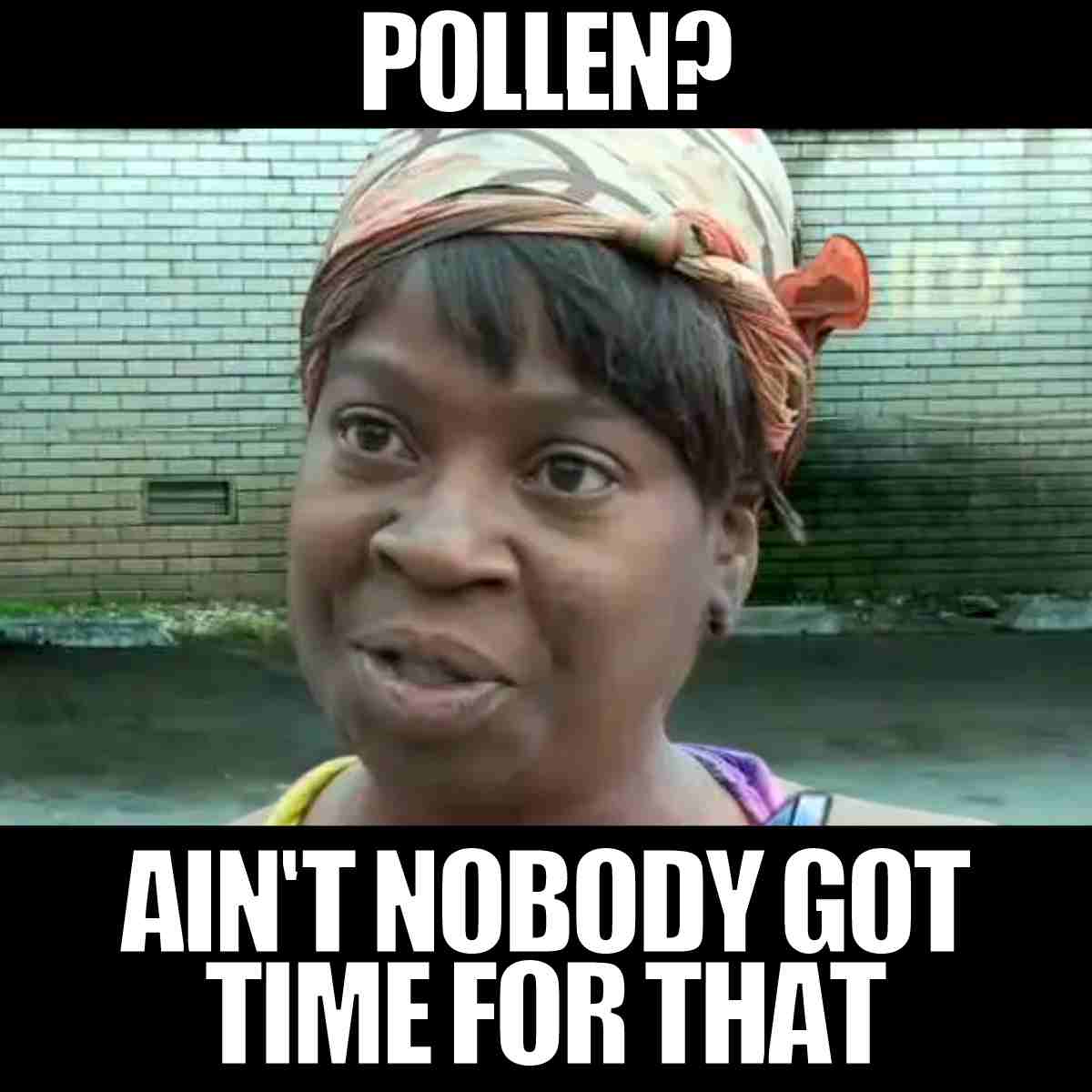 20 Best Pollen Memes To Help You Laugh Through The Sneezes