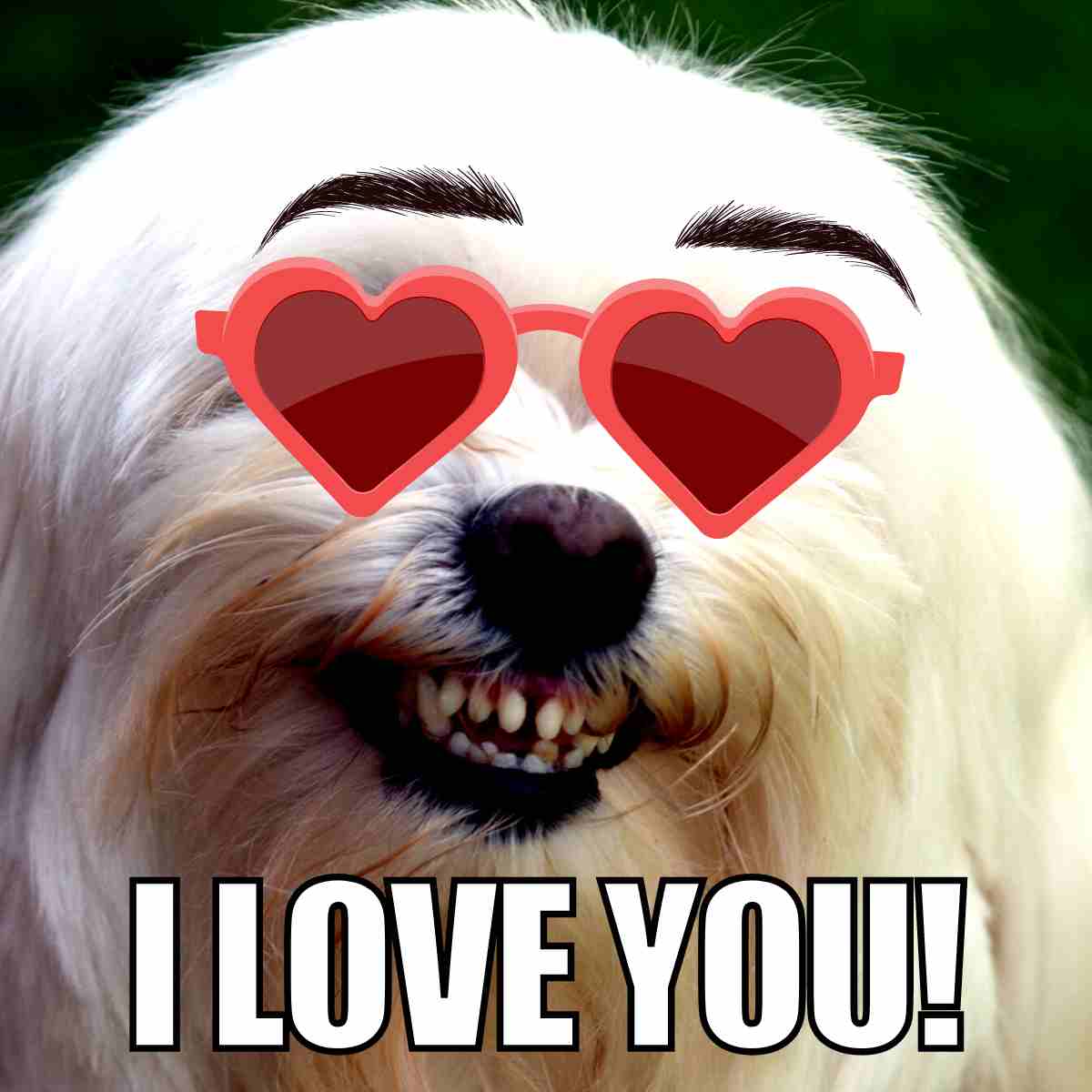 40 Best Love Memes For Expressing Your Devotion