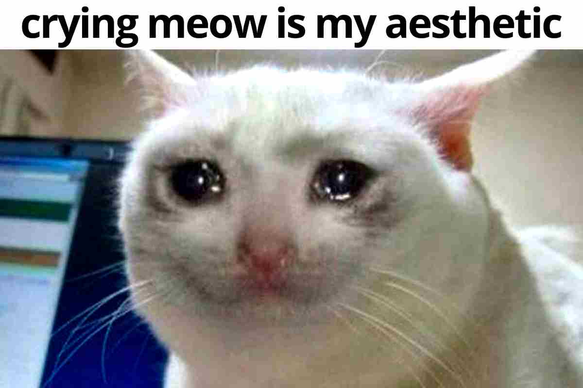 33 Crying Memes For The Crazy Rollercoaster We Call Life