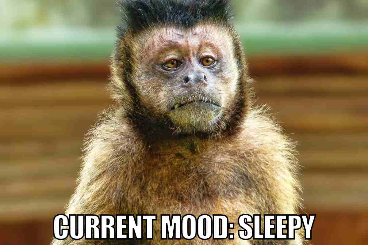 75 Funny Sleep Memes So Great You Will Forget You Are Tired