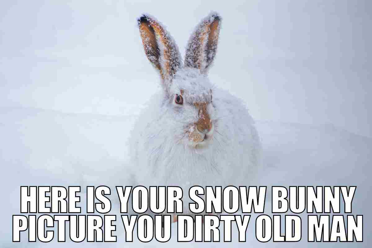 40 Funny Snow Memes That Capture The Frosty Fun