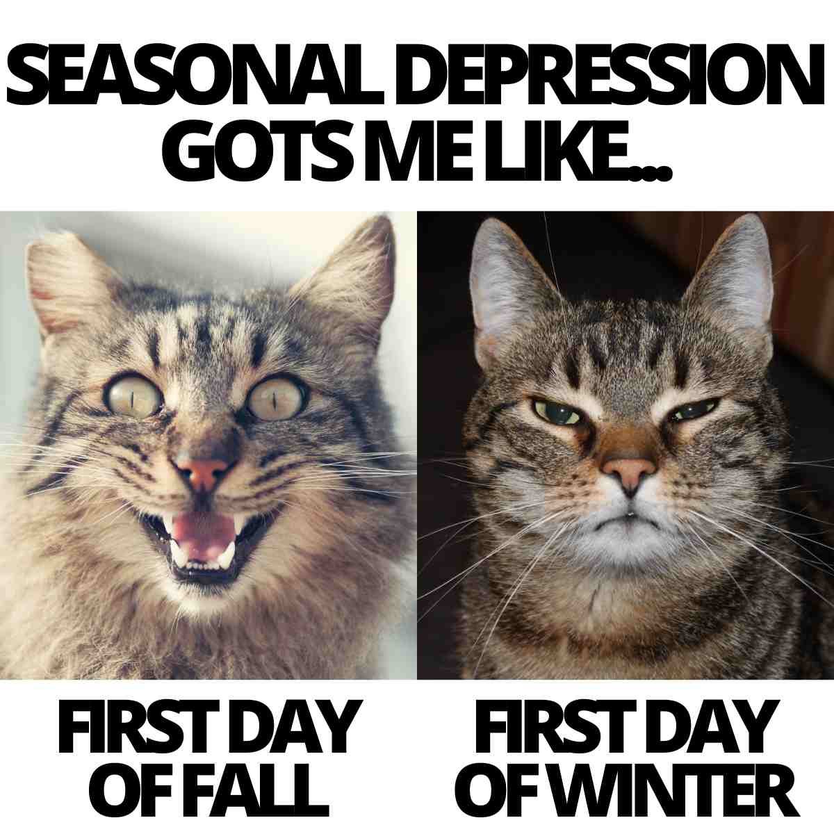 35 Winter Memes To Warm Your Frosty Heart