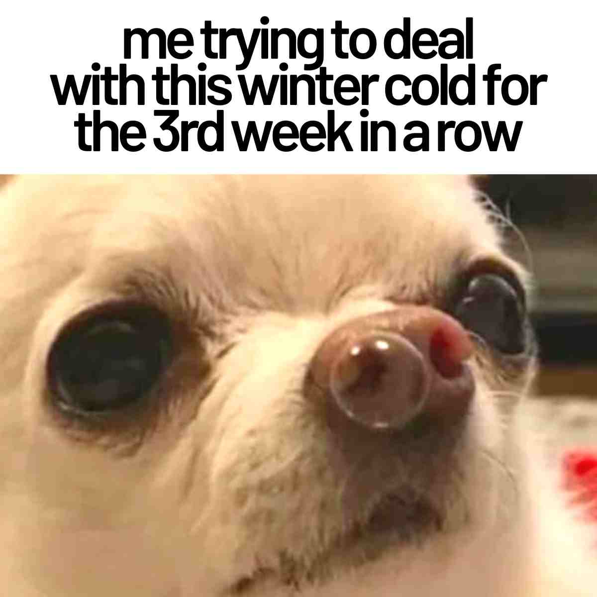 35 Winter Memes To Warm Your Frosty Heart