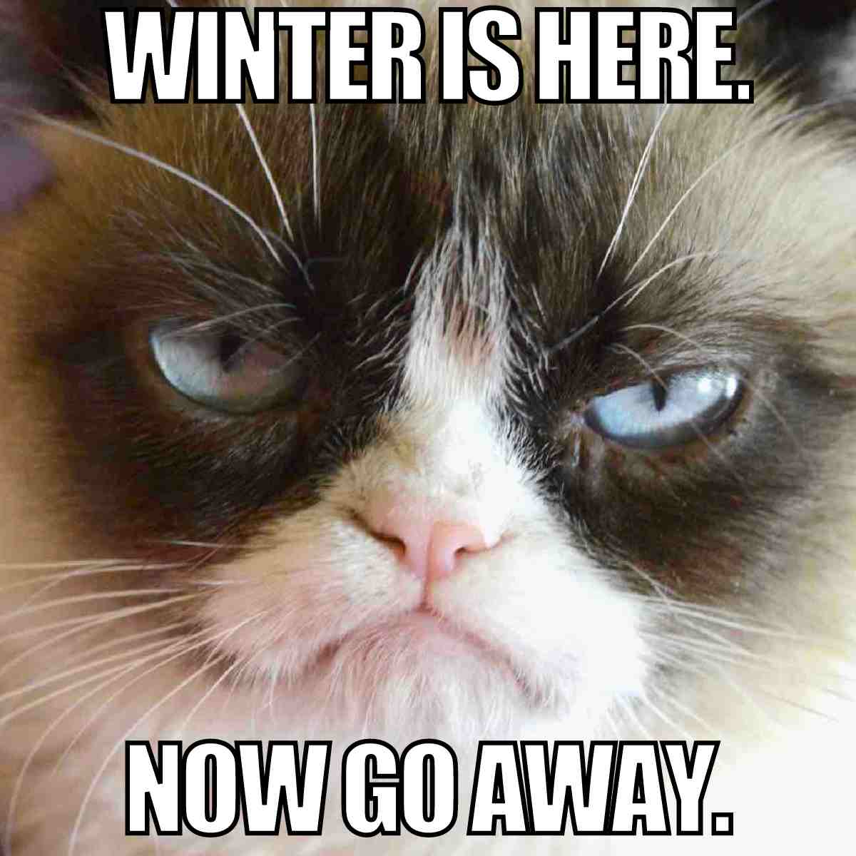 35 Winter Memes To Warm Your Frosty Heart