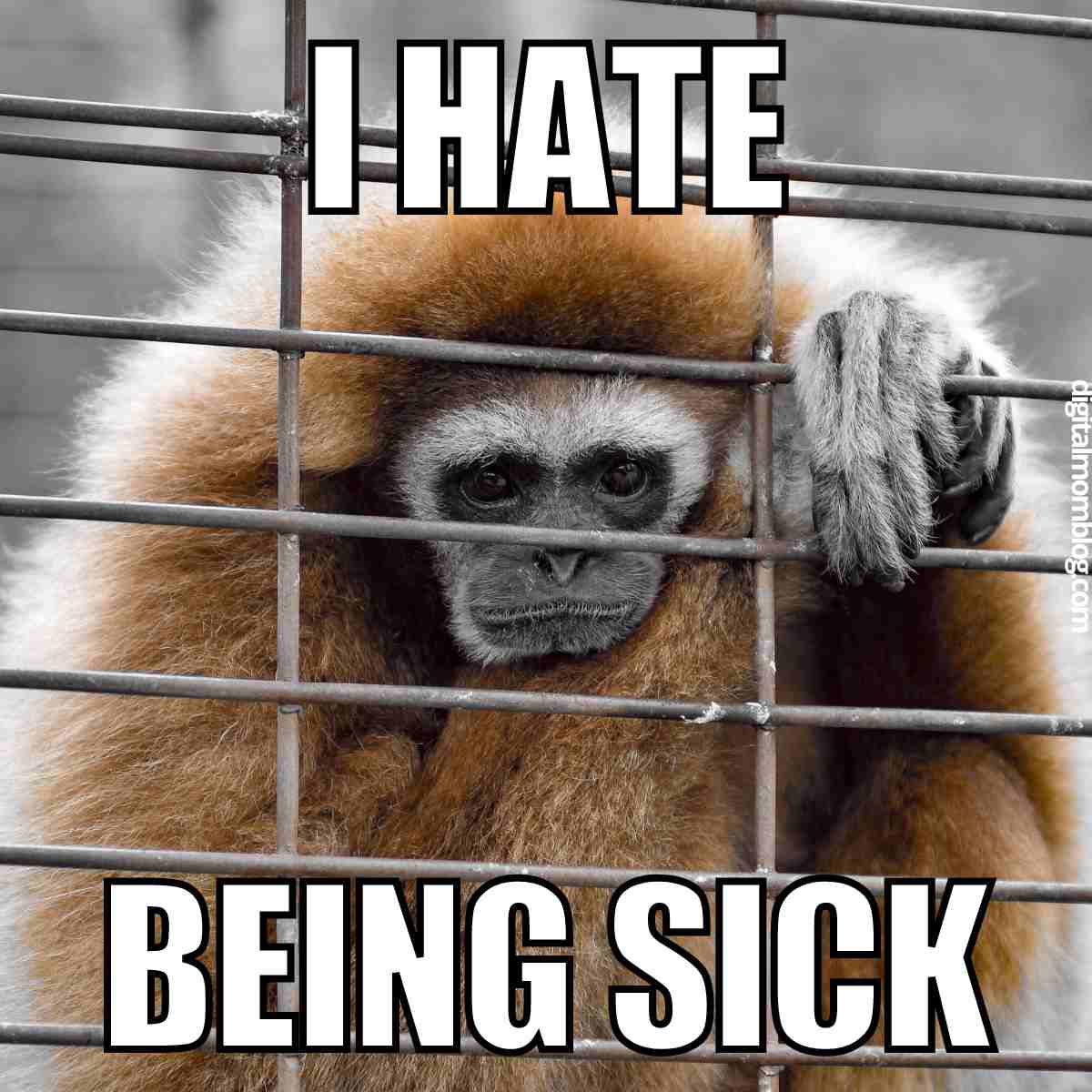 25 Best Sick Memes: A Hilarious Prescription For Laughter!