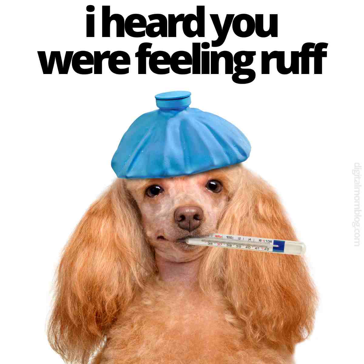 25 Best Sick Memes: A Hilarious Prescription For Laughter!