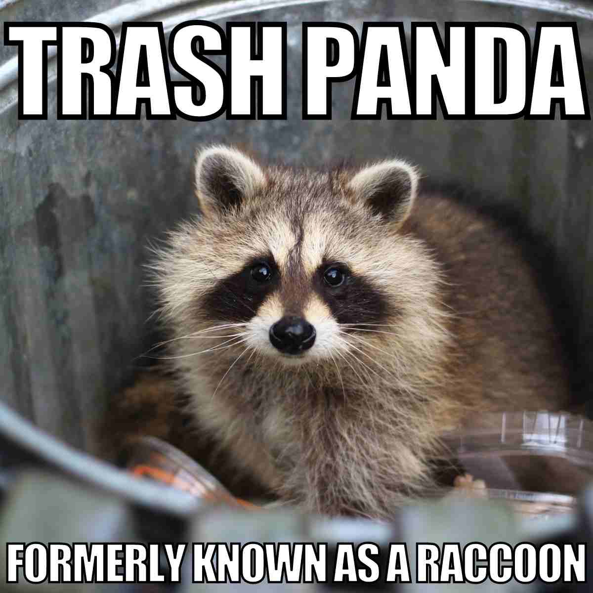 Trash Memes You Can’t Recycle: 20 That Will Crack You Up