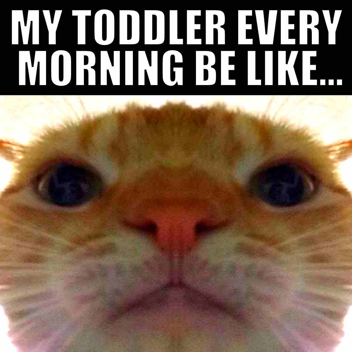 51 Hilarious Toddler Memes Every Tot Parent Can Relate To