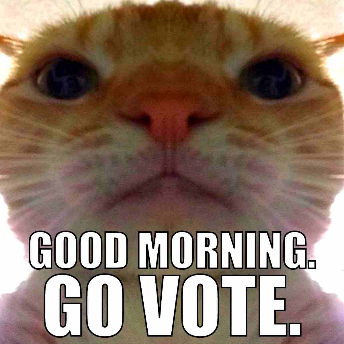 Best Vote Memes 2024: Using Humor To Encourage Voting