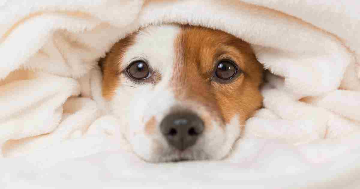 25 Cute Puppy Memes To Melt Your Heart