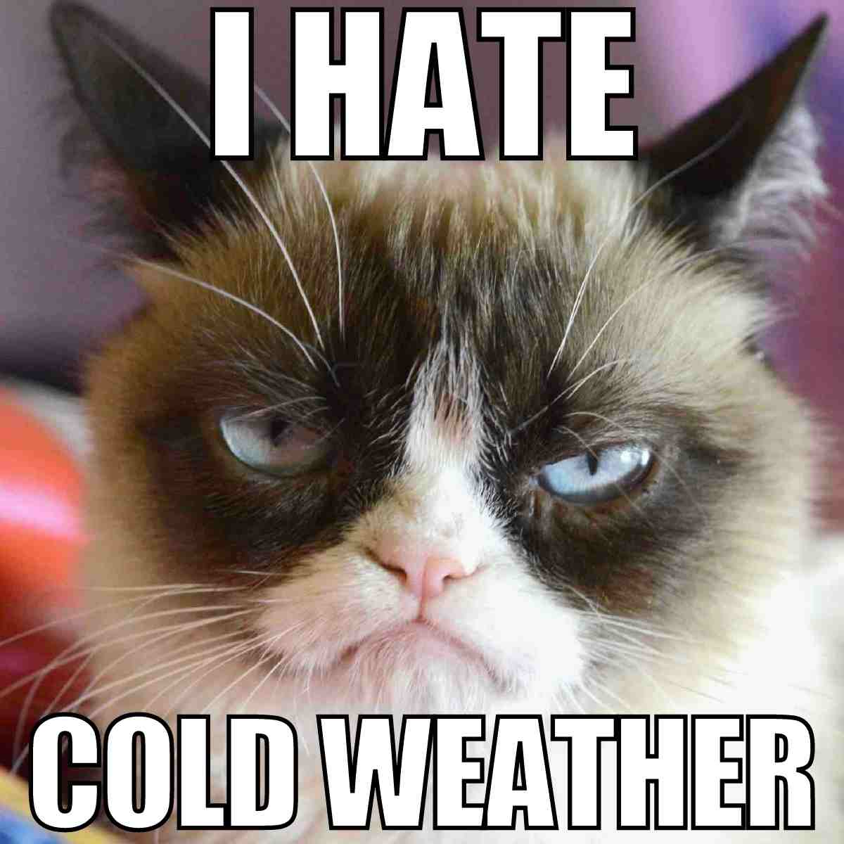 20 Hilarious Cold Weather Memes To Warm Your Heart And Feed