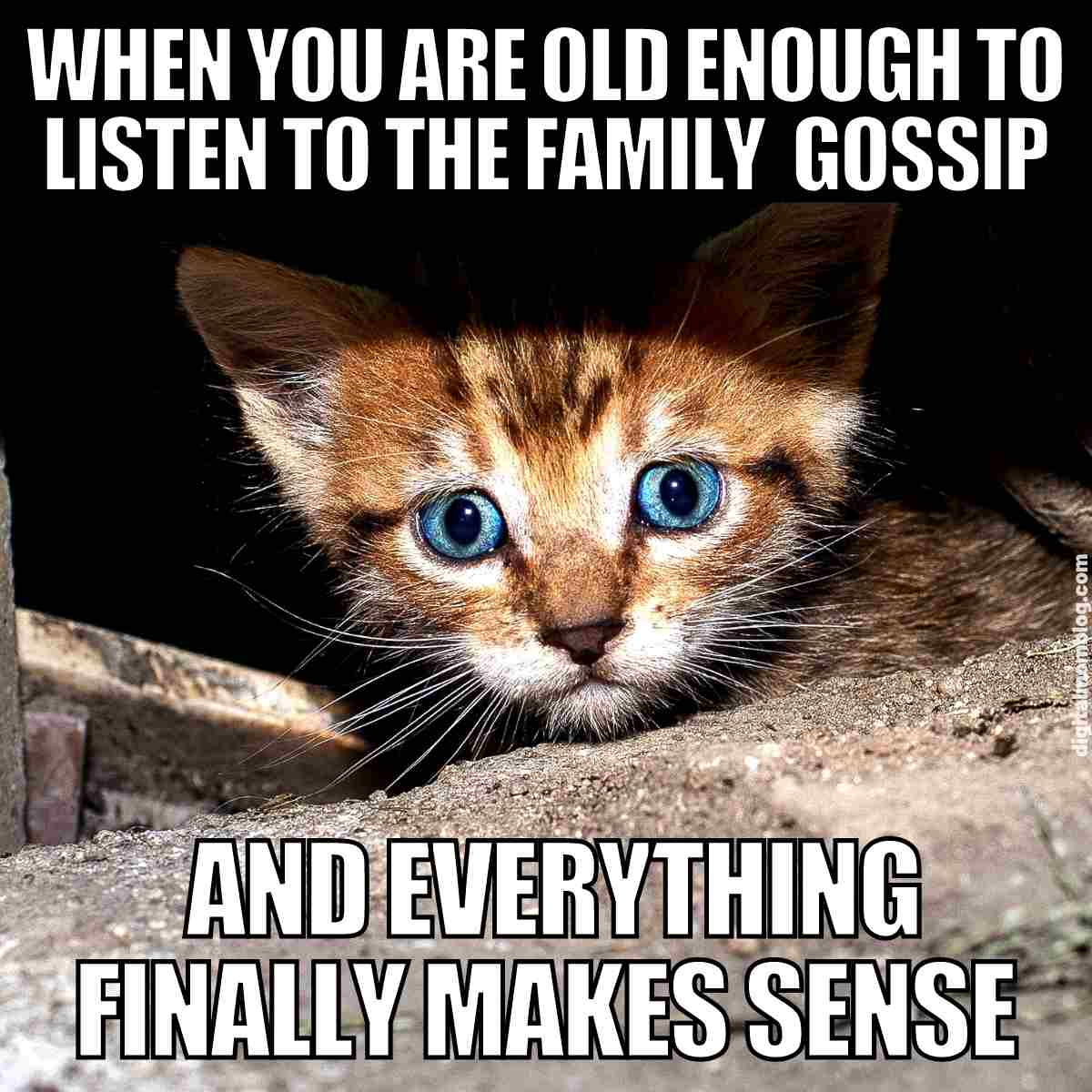 50 Hilarious Family Memes To Share In The Fam Group Chat