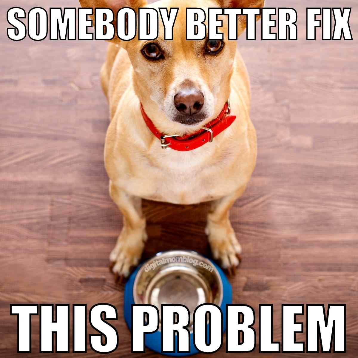 30 Funny Hungry Memes And Images For When You Need Food