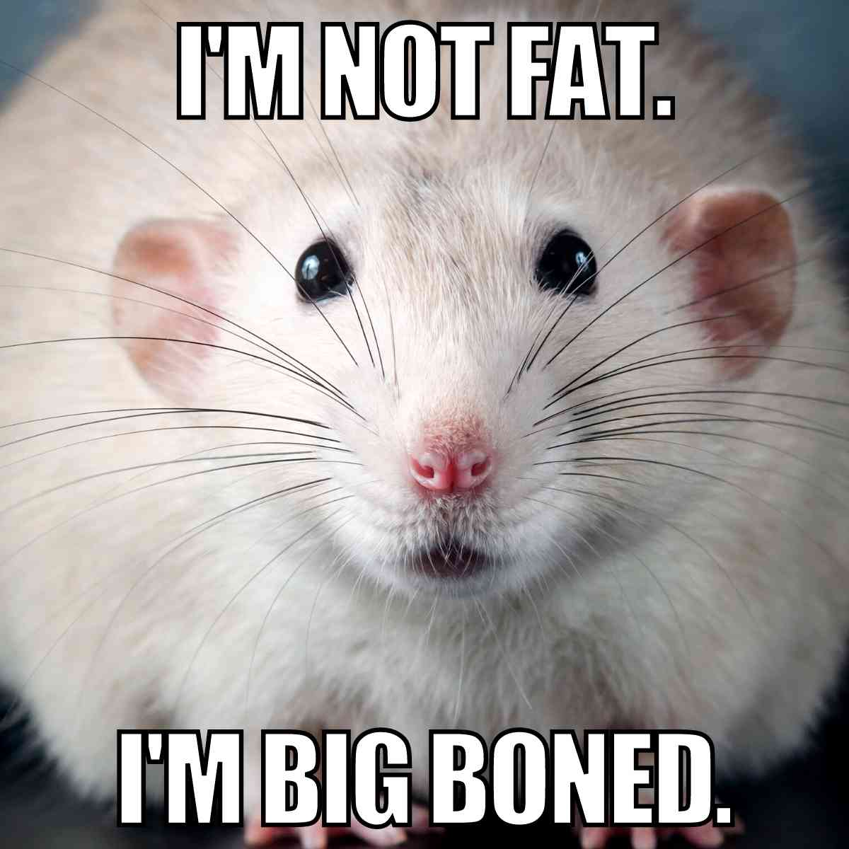 17 Funny Rat Memes And Images About These Pesty Rodents