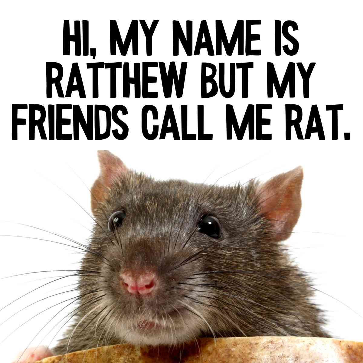 17 Funny Rat Memes And Images About These Pesty Rodents