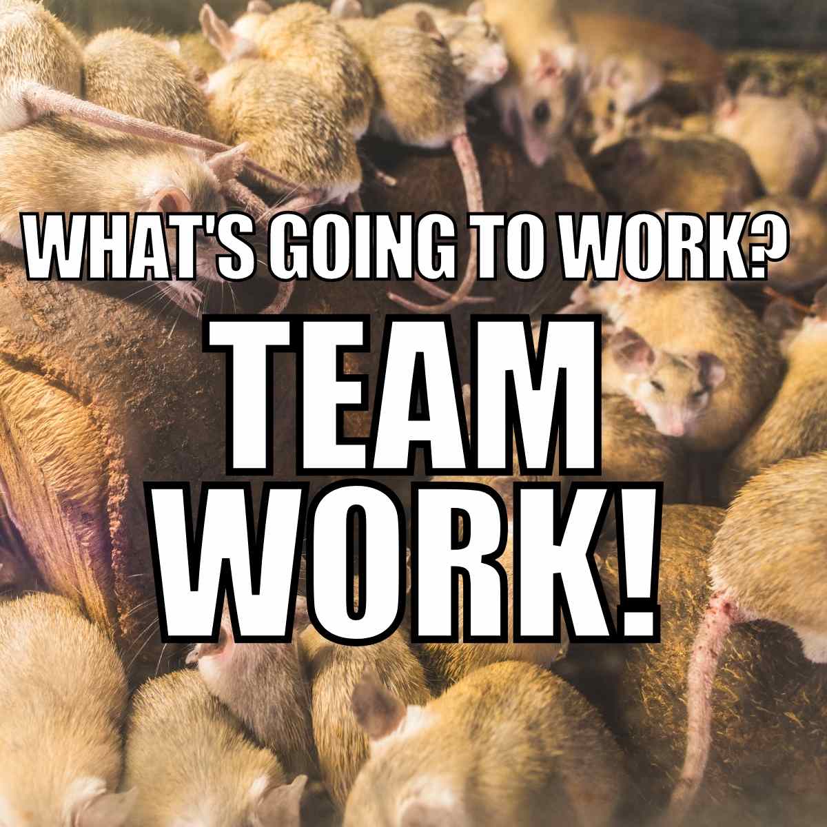 17 Funny Rat Memes And Images About These Pesty Rodents