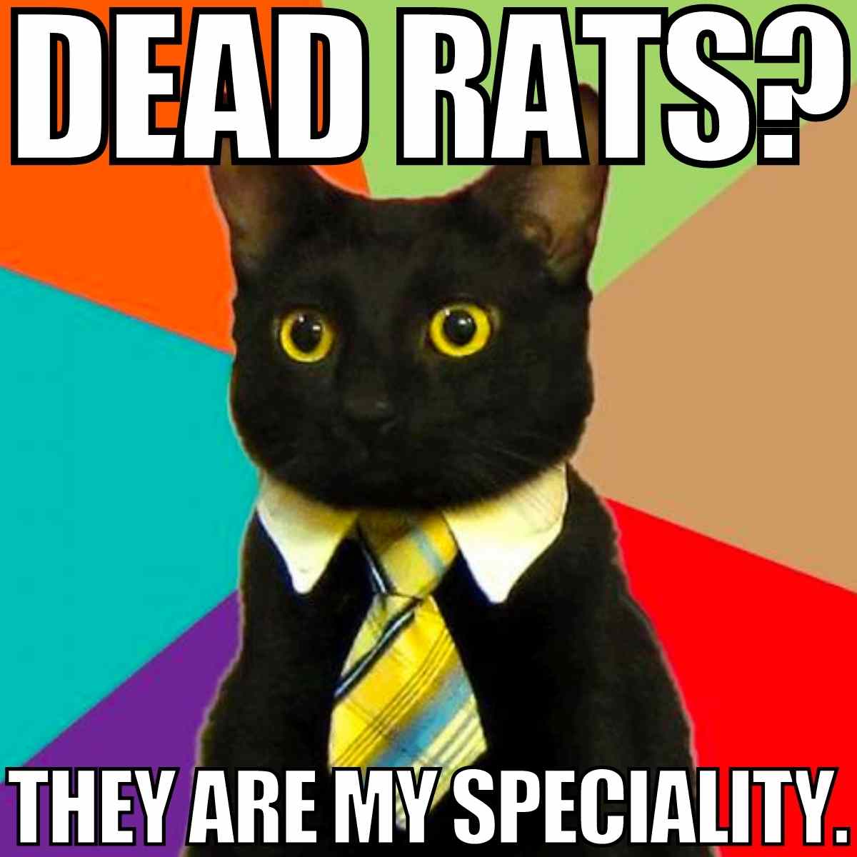 17 Funny Rat Memes And Images About These Pesty Rodents