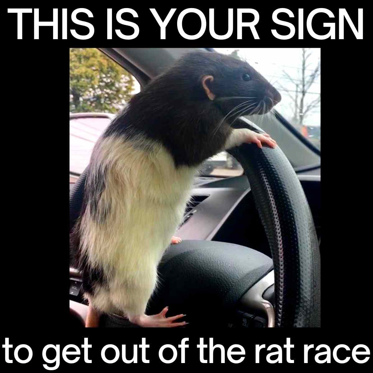 17 Funny Rat Memes And Images About These Pesty Rodents