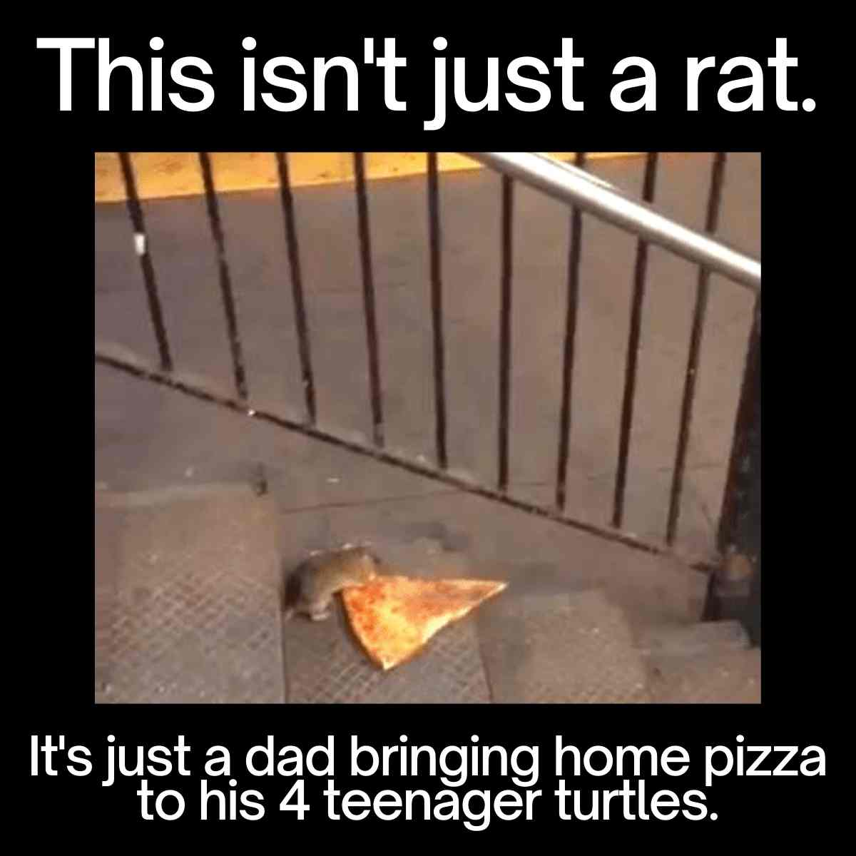 17 Funny Rat Memes And Images About These Pesty Rodents