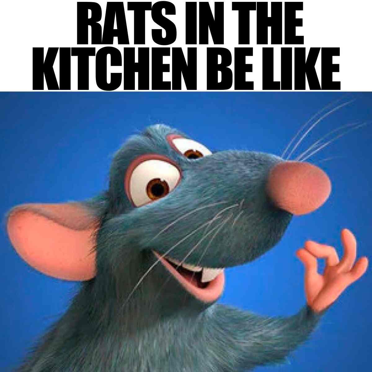 17 Funny Rat Memes And Images About These Pesty Rodents