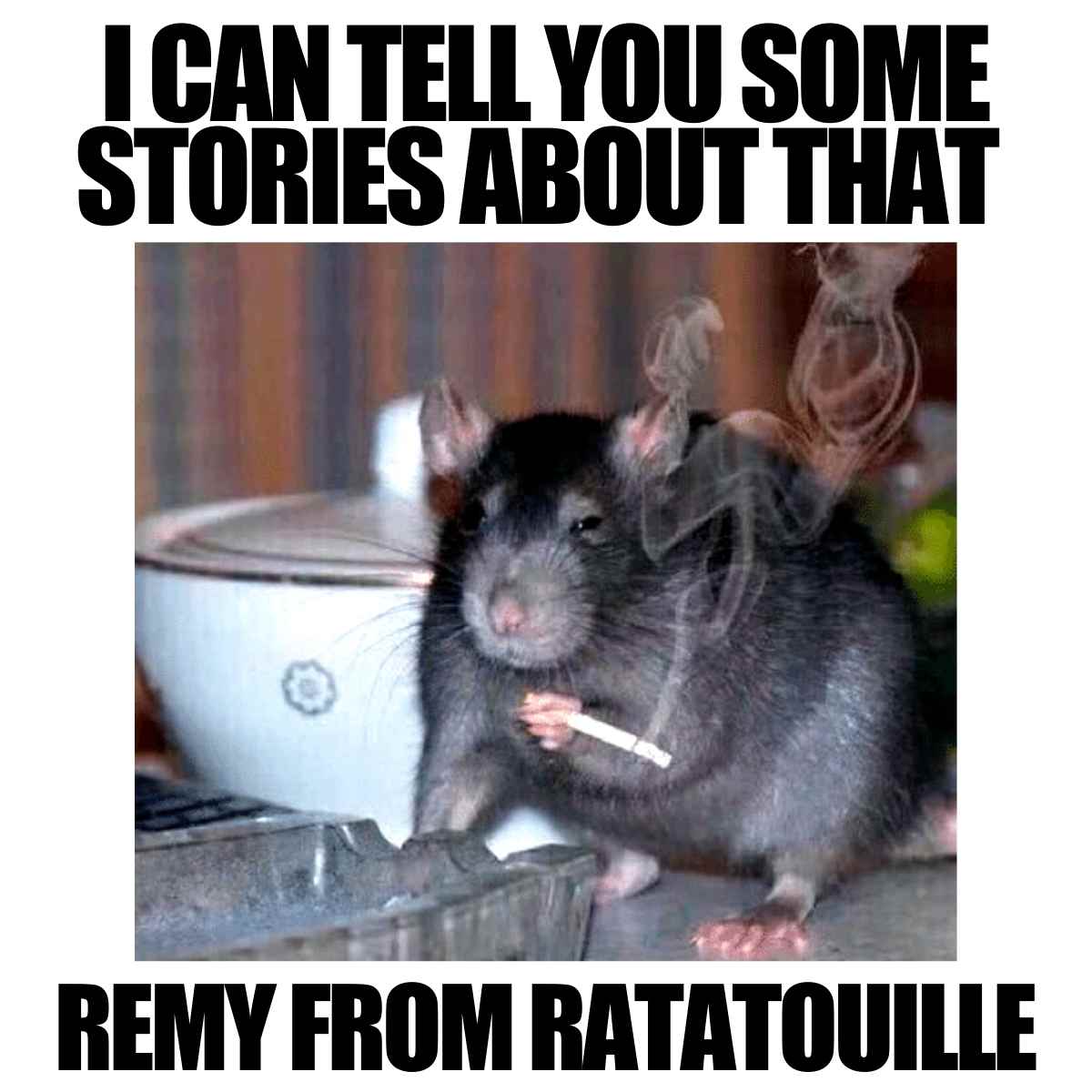 17 Funny Rat Memes And Images About These Pesty Rodents