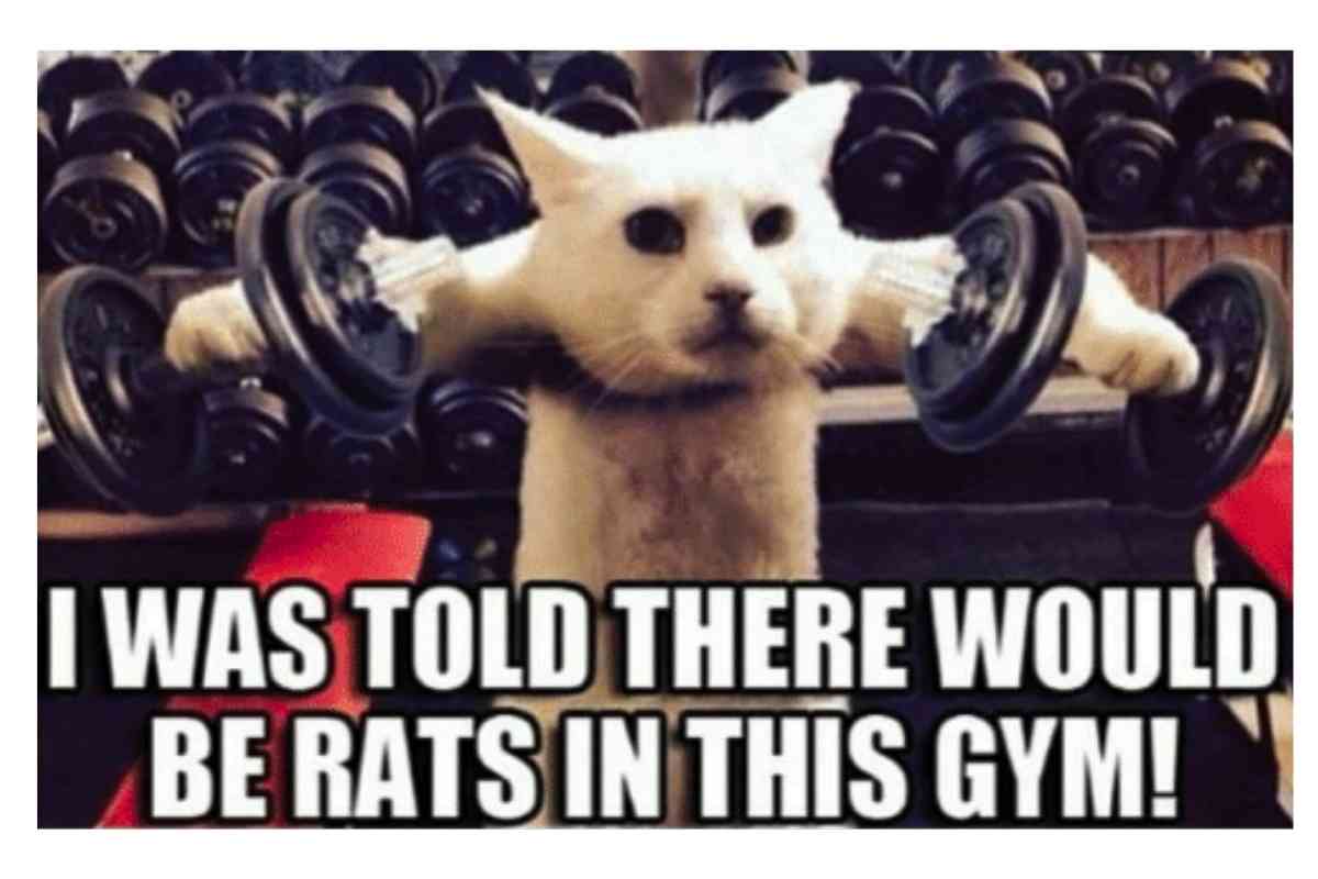 17 Funny Rat Memes And Images About These Pesty Rodents