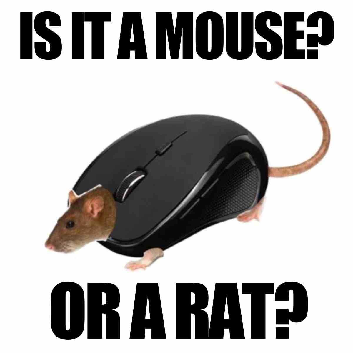 17 Funny Rat Memes And Images About These Pesty Rodents