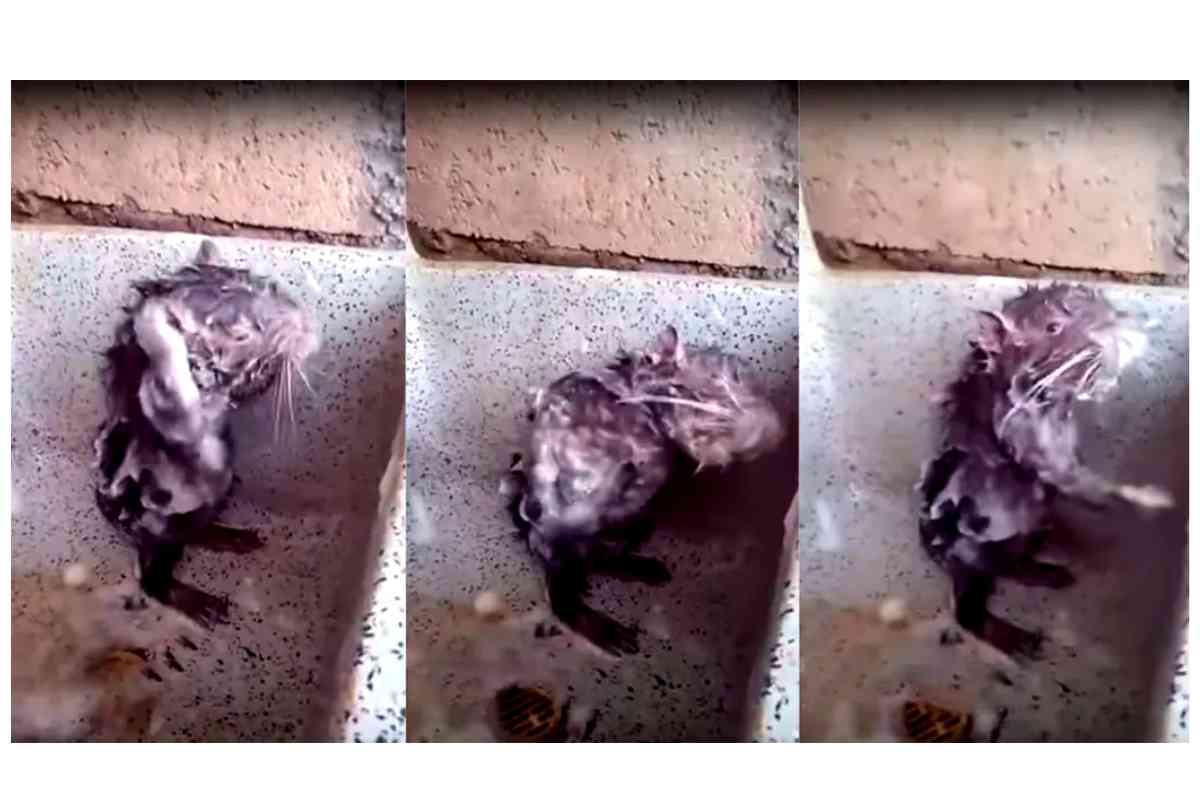 17 Funny Rat Memes And Images About These Pesty Rodents