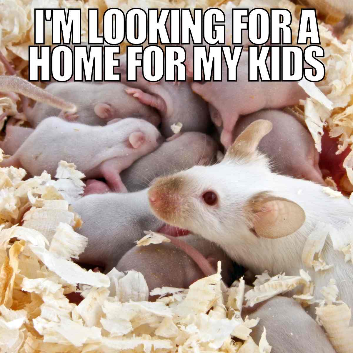 17 Funny Rat Memes And Images About These Pesty Rodents