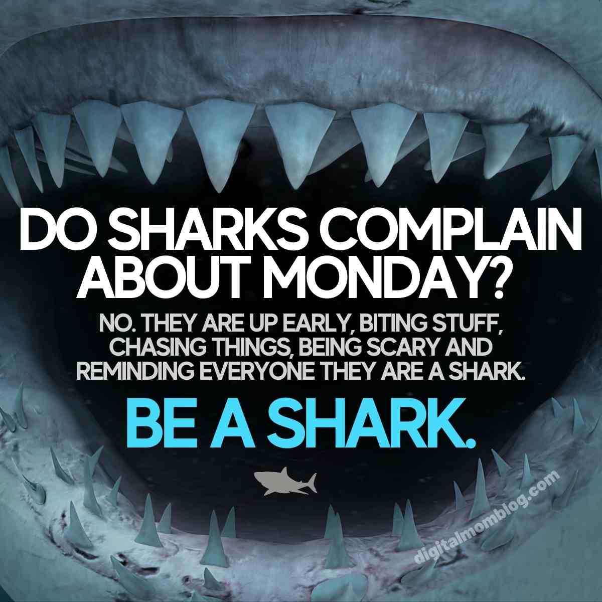 25 Funny Shark Memes To Sink Your Teeth Into