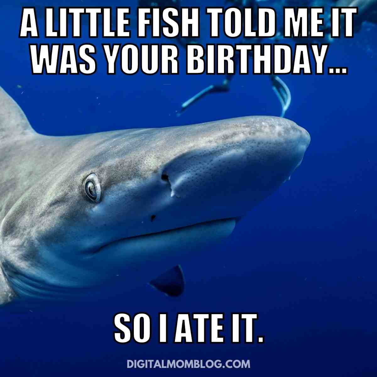 25 Funny Shark Memes To Sink Your Teeth Into