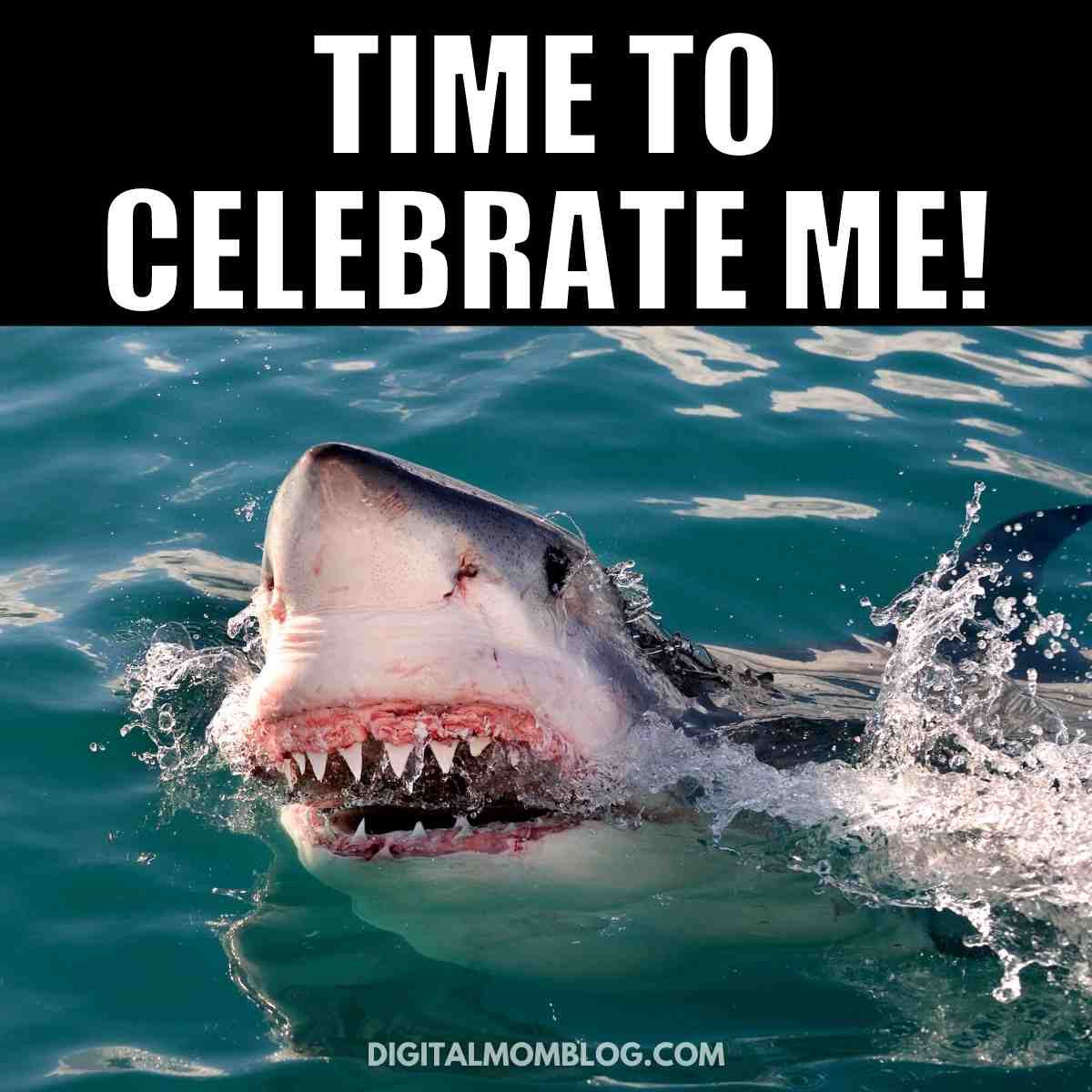 25 Funny Shark Memes To Sink Your Teeth Into
