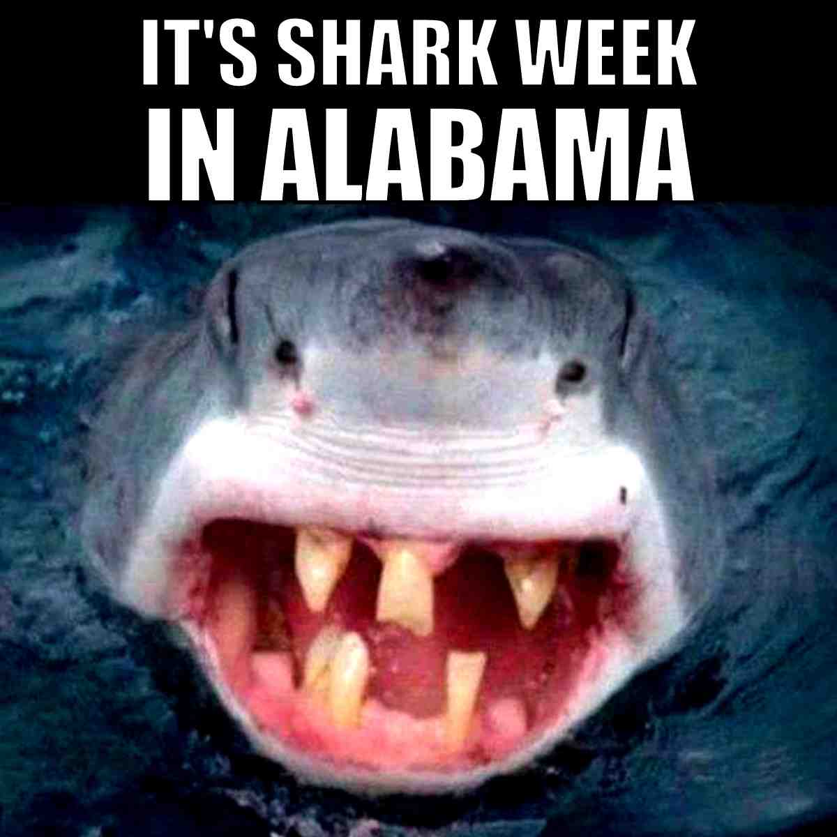 25 Funny Shark Memes To Sink Your Teeth Into