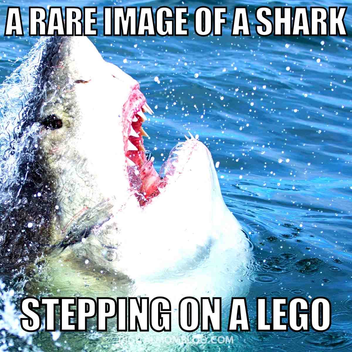 25 Funny Shark Memes To Sink Your Teeth Into