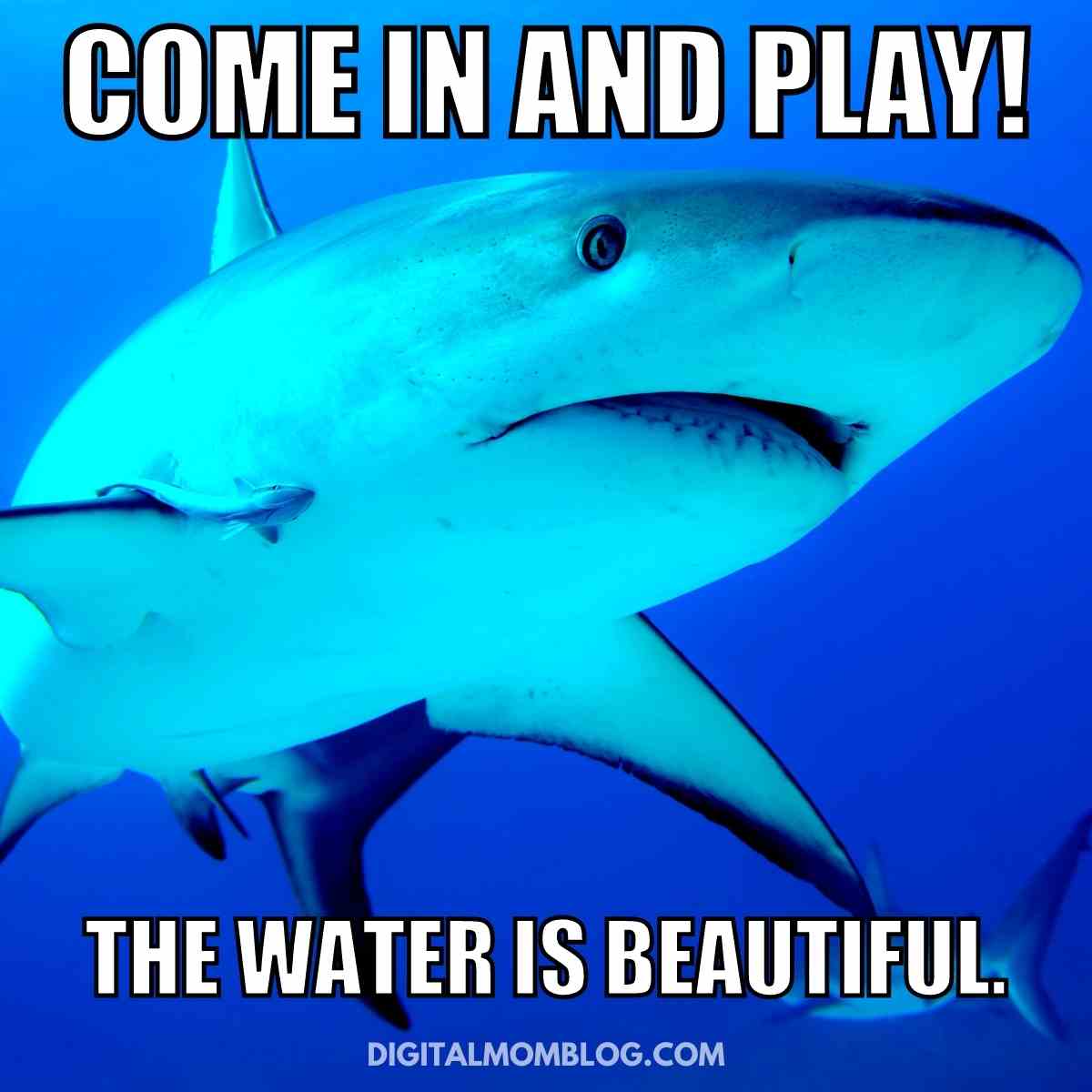 25 Funny Shark Memes To Sink Your Teeth Into