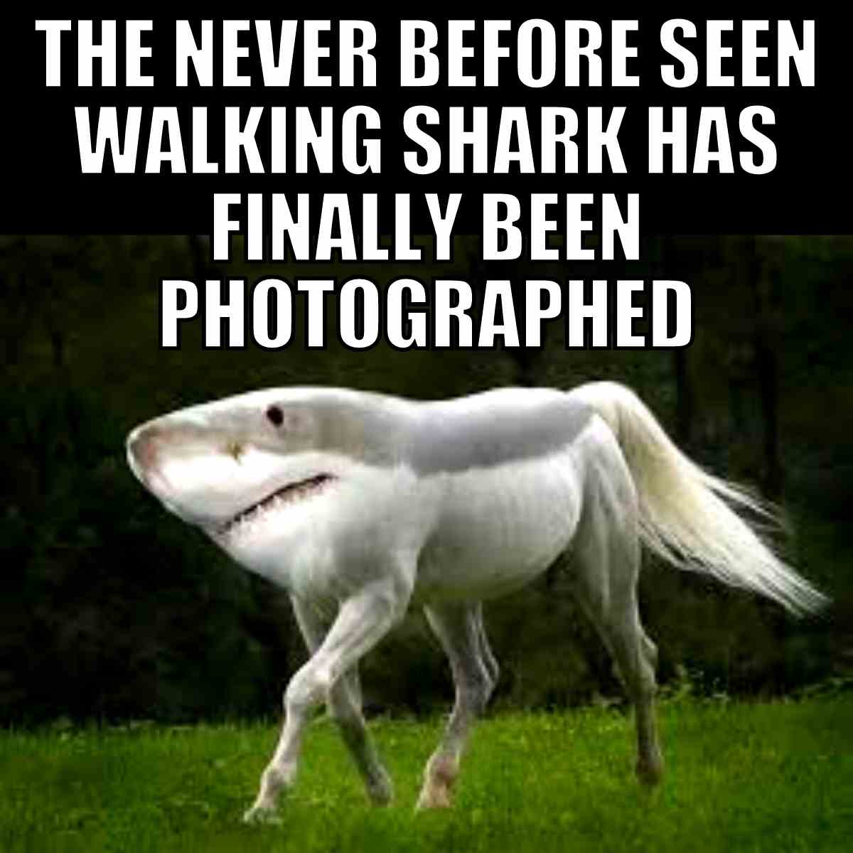 25 Funny Shark Memes To Sink Your Teeth Into