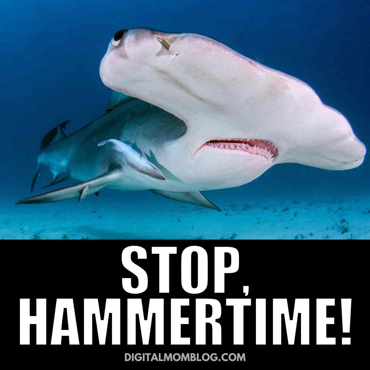 25 Funny Shark Memes To Sink Your Teeth Into