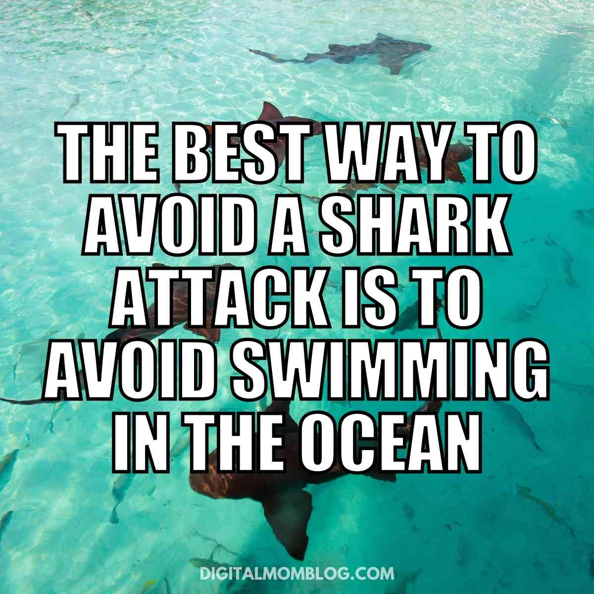 25 Funny Shark Memes To Sink Your Teeth Into