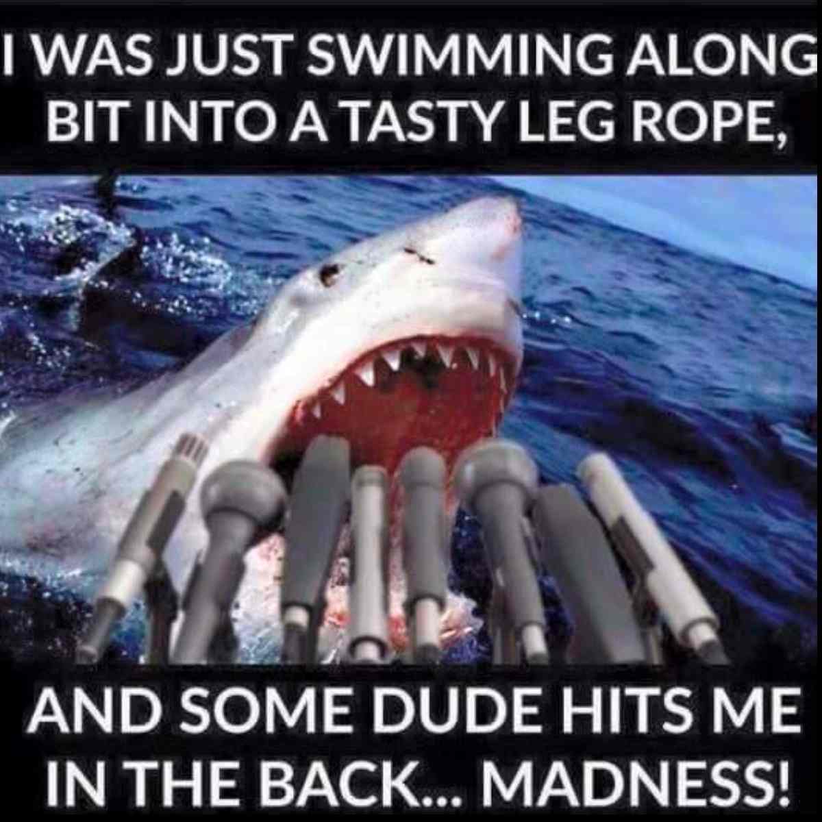 25 Funny Shark Memes To Sink Your Teeth Into
