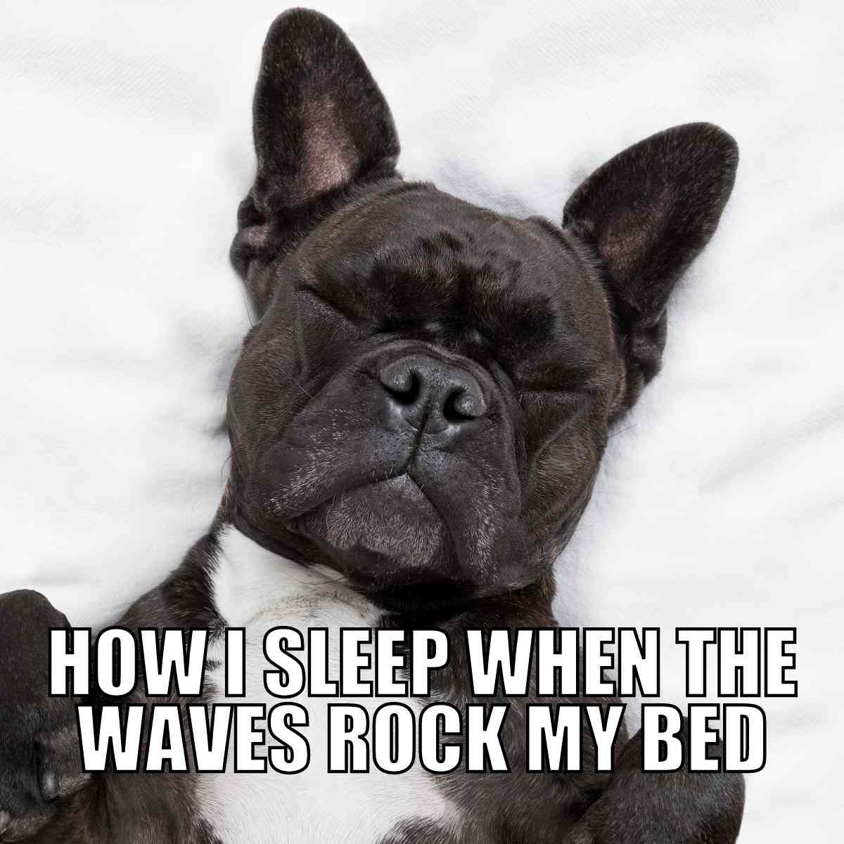 30 Funny Cruise Memes That Will Have You ROFL On High Seas