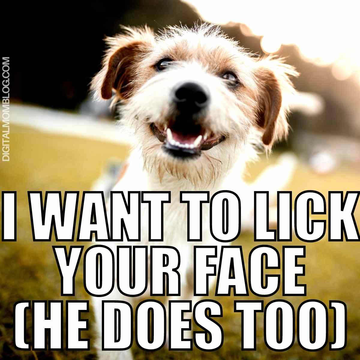 30 Kissing Memes That Perfectly Define Relationship Goals