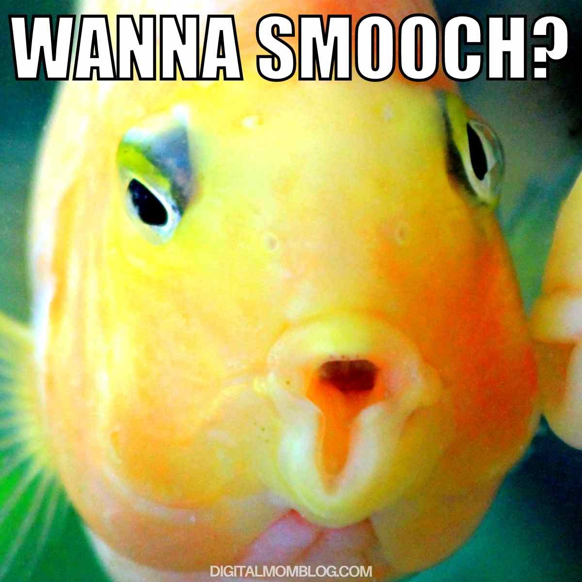 30 Kissing Memes That Perfectly Define Relationship Goals