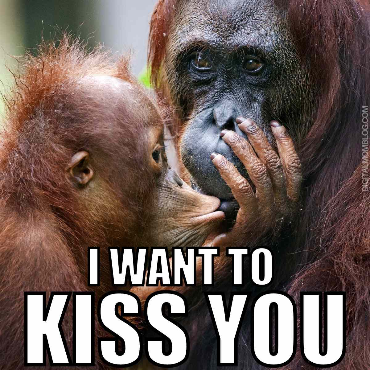 30 Kissing Memes That Perfectly Define Relationship Goals