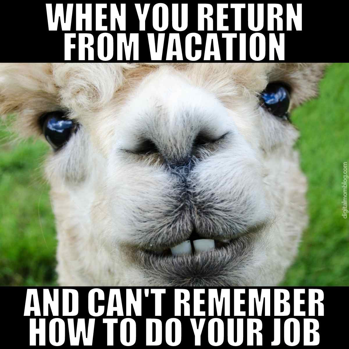 65 Top Vacation Memes And Images: Travel Humor Galore!