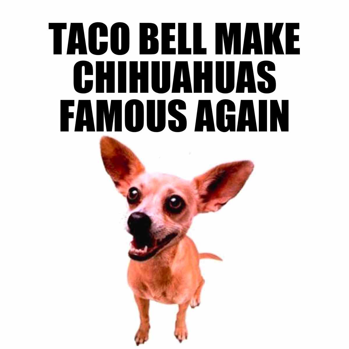 Funny Taco Bell Memes About Running To The Bell